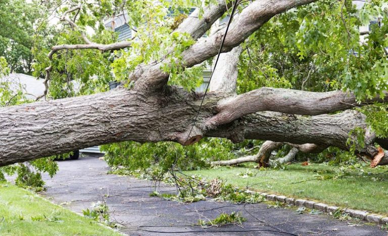 Hazardous Tree Removal – FEMA Disaster Relief - Essel Environmental