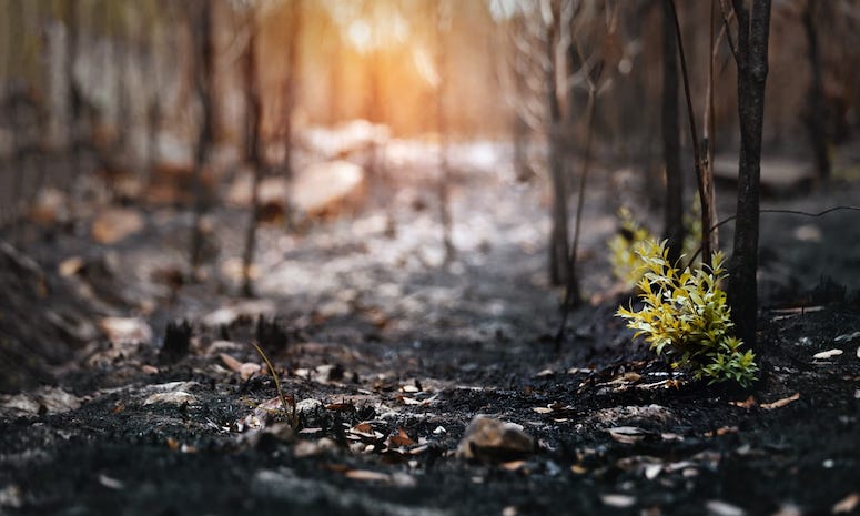 Environmental & Ecological Trends To Watch For In 2022 • Essel ...